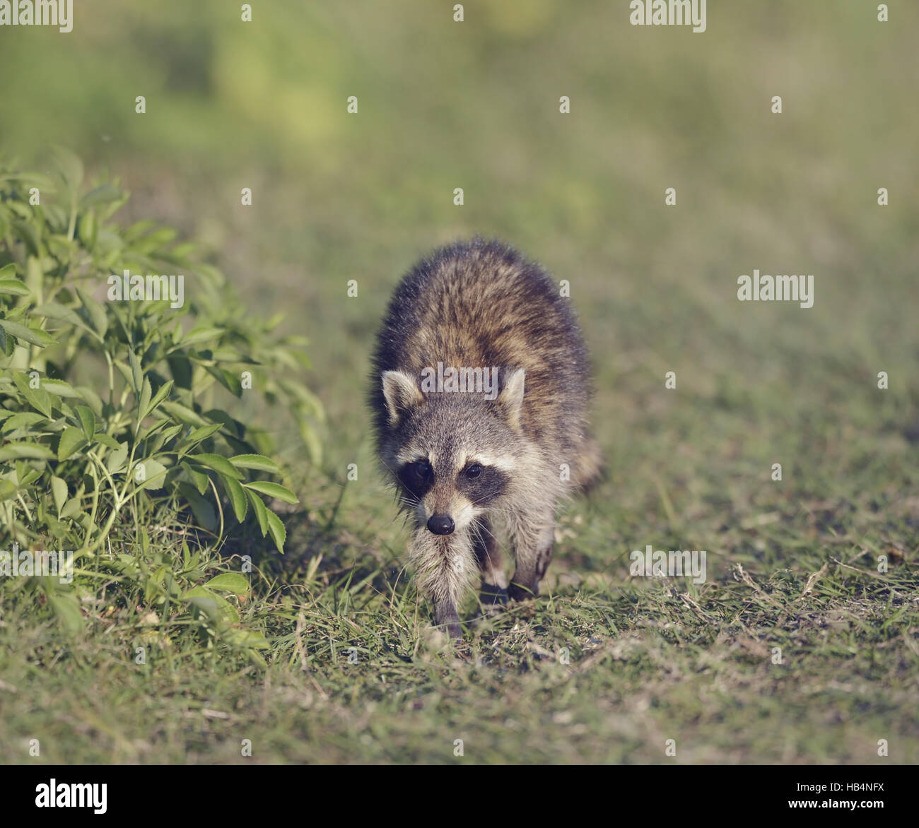 Young Raccoon Walking Stock Photo - Alamy