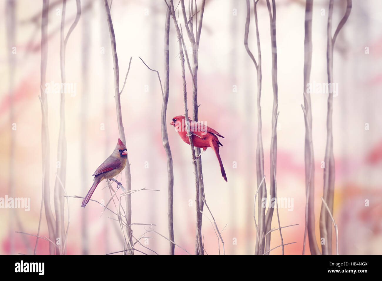 Cardinal family hi-res stock photography and images - Alamy