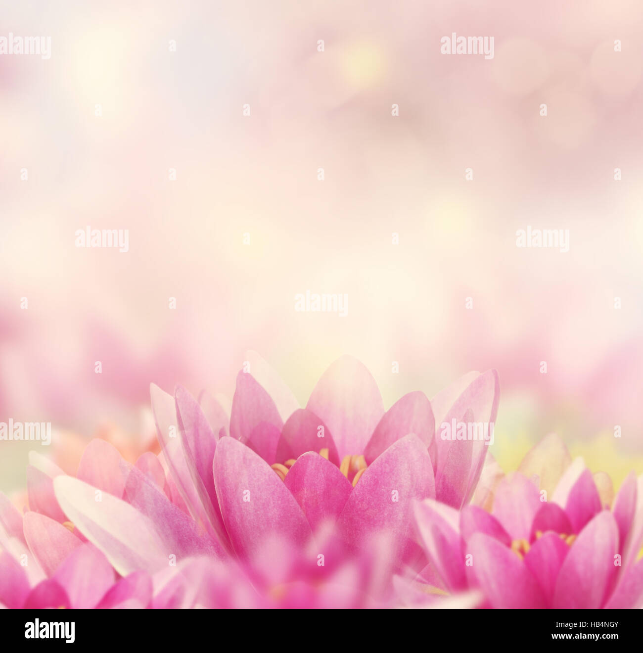 Wallpaper lily background hi-res stock photography and images - Alamy