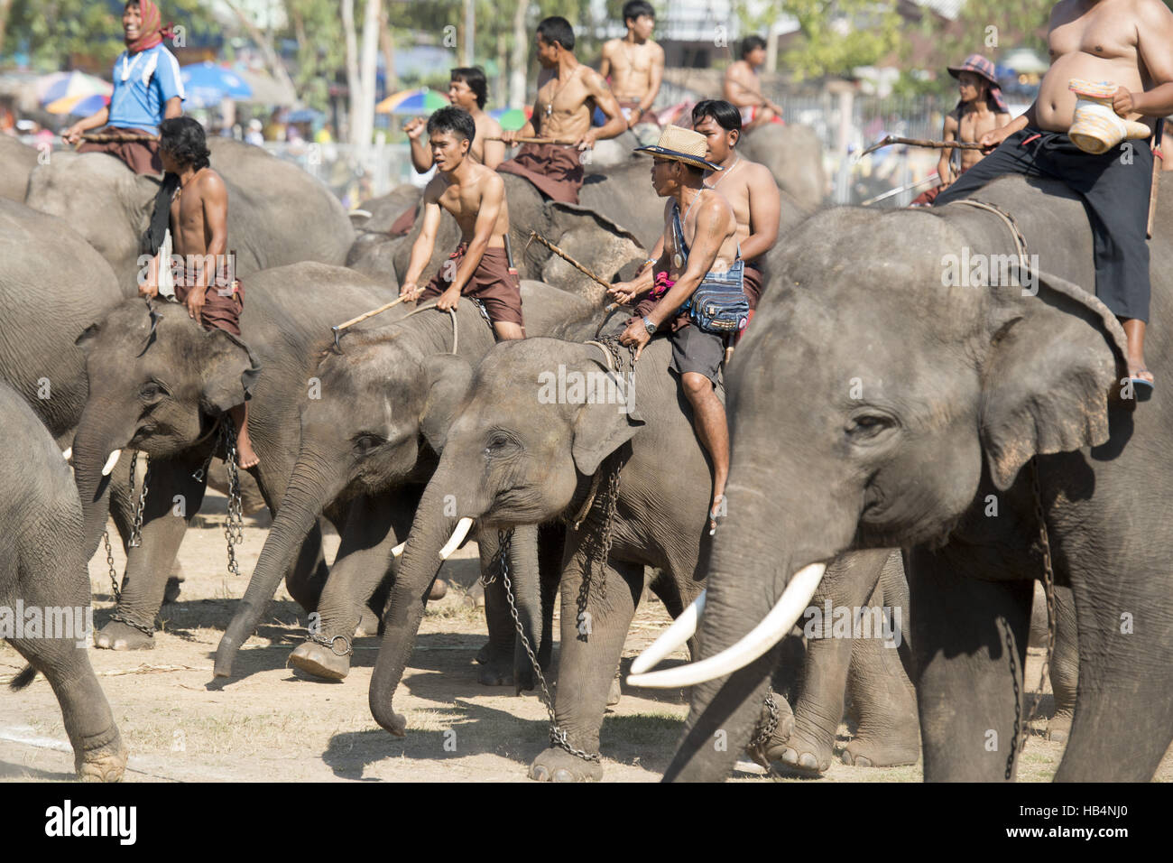 THAILAND SURIN ELEPHANT ROUND UP FESTIVAL Stock Photo - Alamy