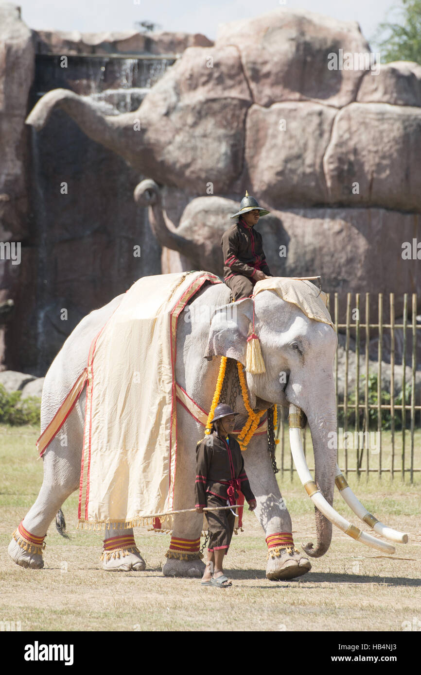 THAILAND SURIN ELEPHANT ROUND UP FESTIVAL Stock Photo - Alamy