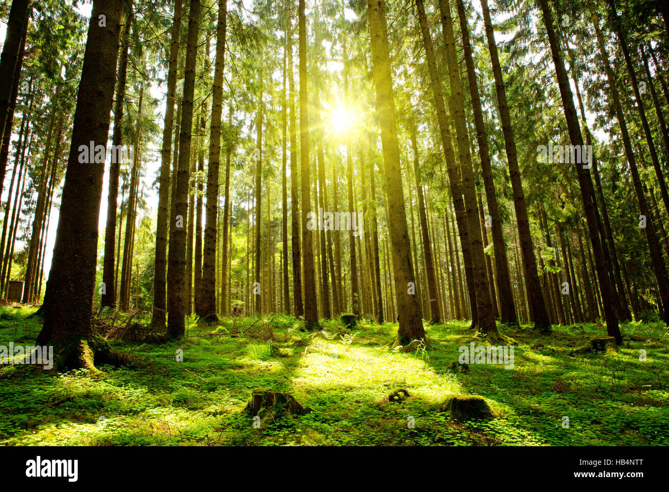 Sunlight in the green forest Stock Photo - Alamy