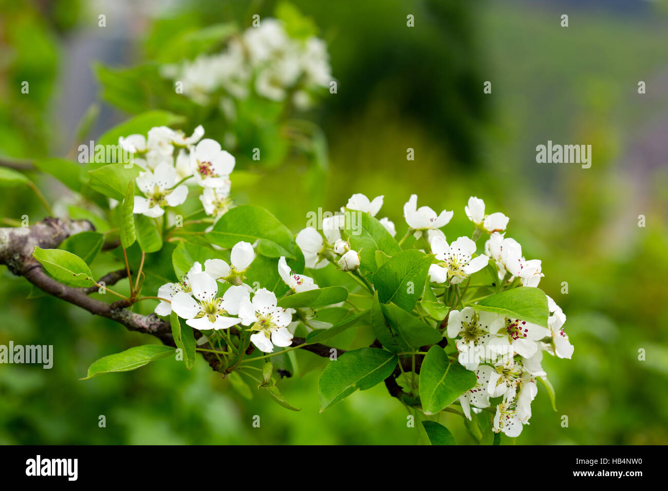Closeup spring blossoming tree Stock Photo - Alamy