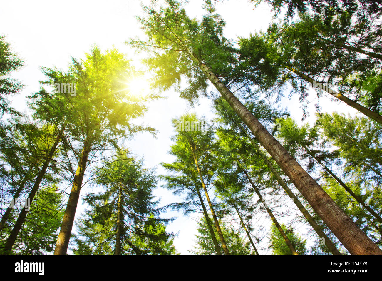 German forest hi-res stock photography and images - Alamy