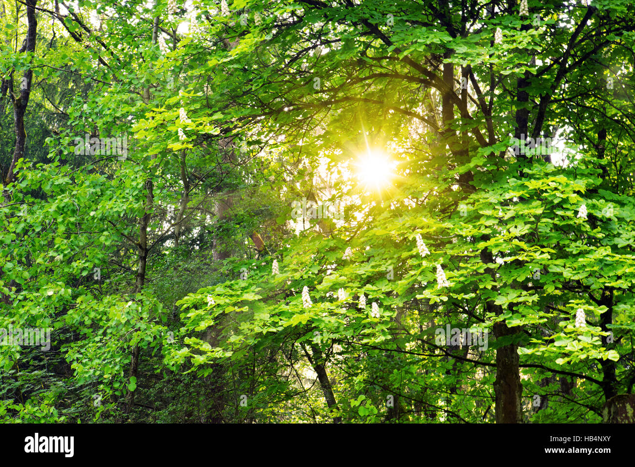 Beautiful sunset german spring hi-res stock photography and images - Alamy