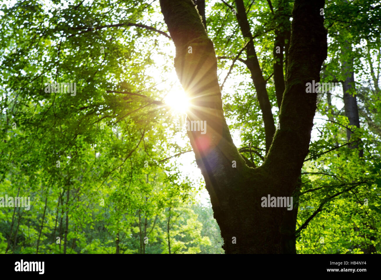 Summer forest in beauty sunny hi-res stock photography and images - Alamy