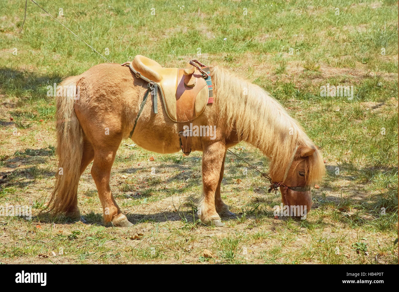 Little Red Pony Stock Photo - Alamy
