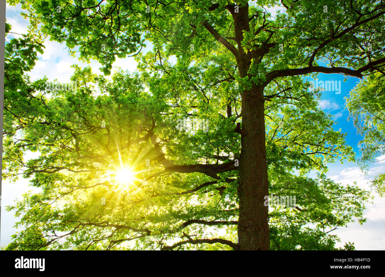 Spring forest in sunset hi-res stock photography and images - Alamy