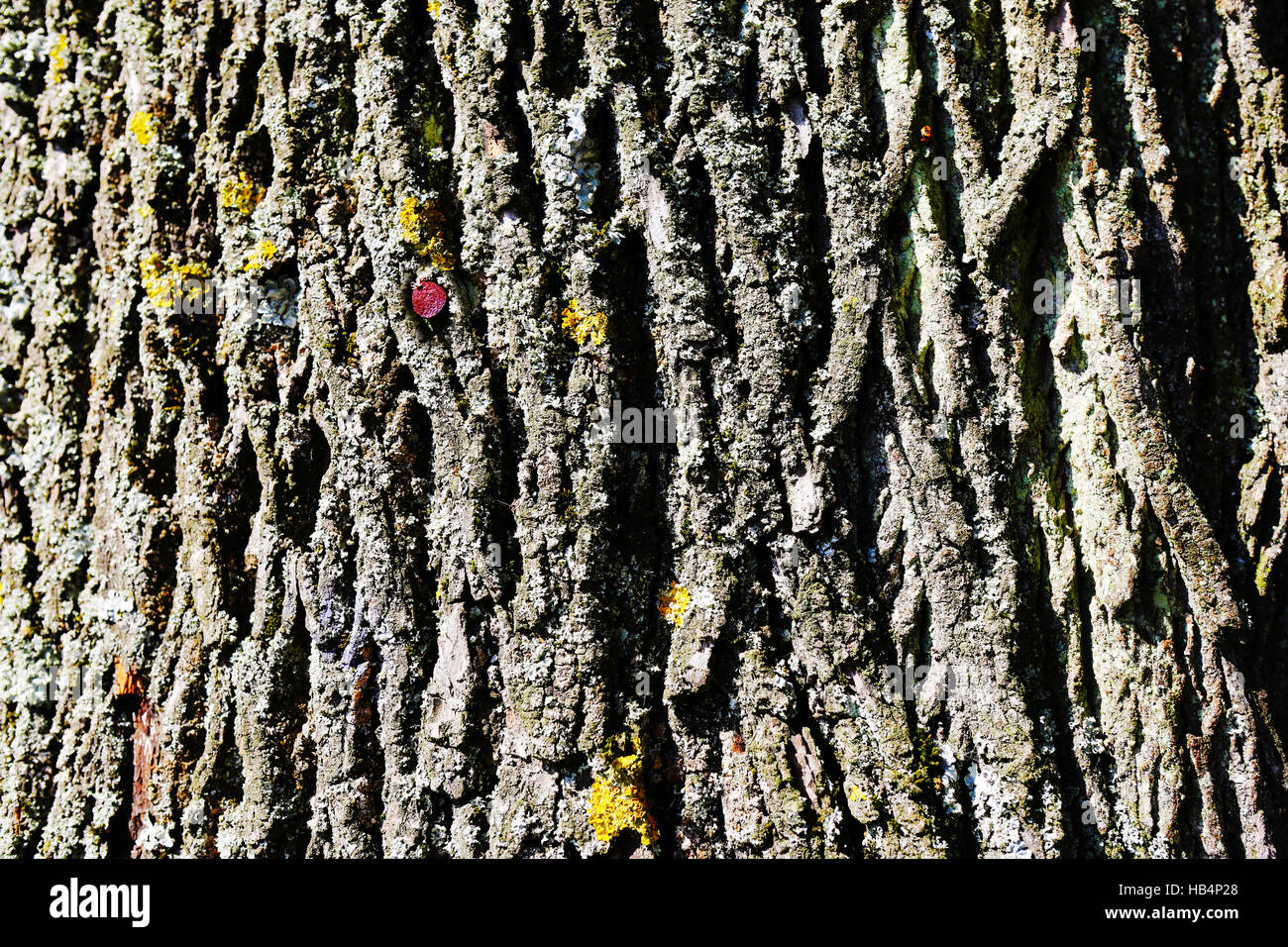 Old tree wood texture Stock Photo - Alamy