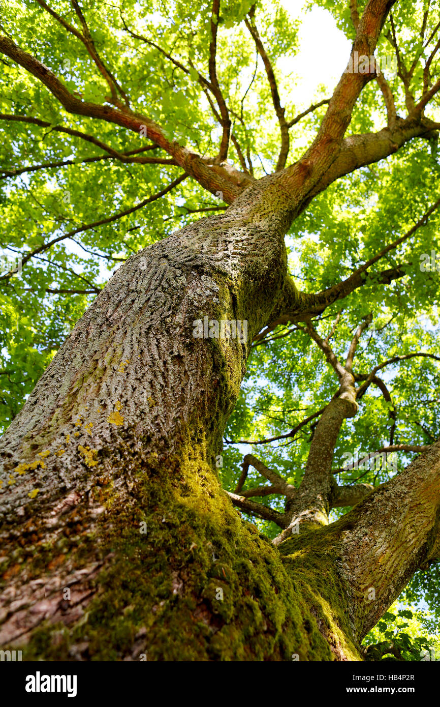 The trunk of old oak tree Stock Photo - Alamy