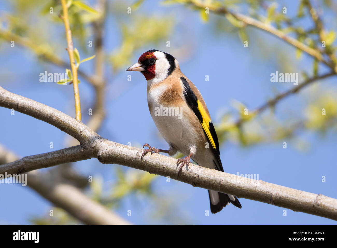 European goldfinch hi-res stock photography and images - Alamy