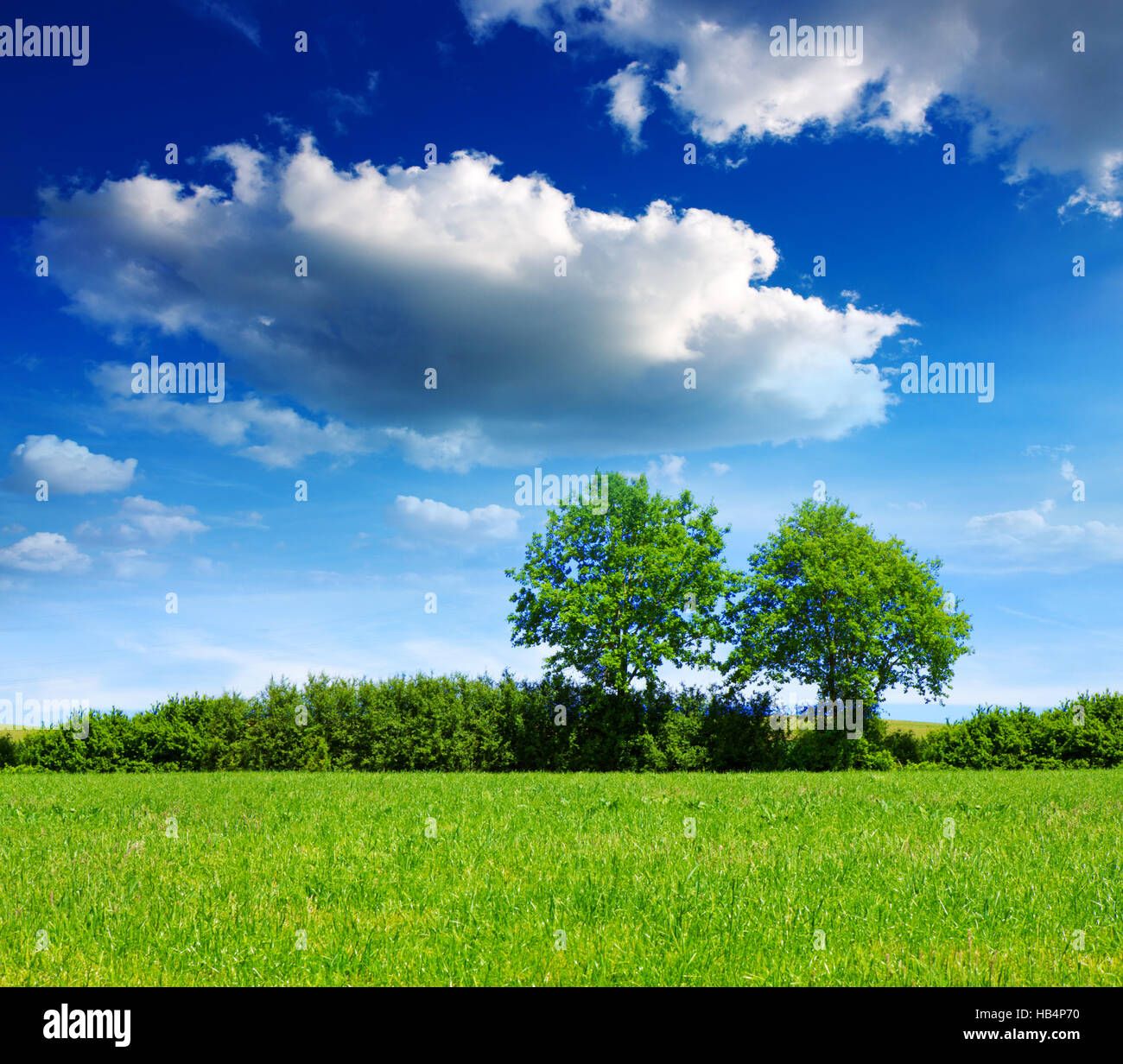 Summer landscape with field and trees Stock Photo - Alamy