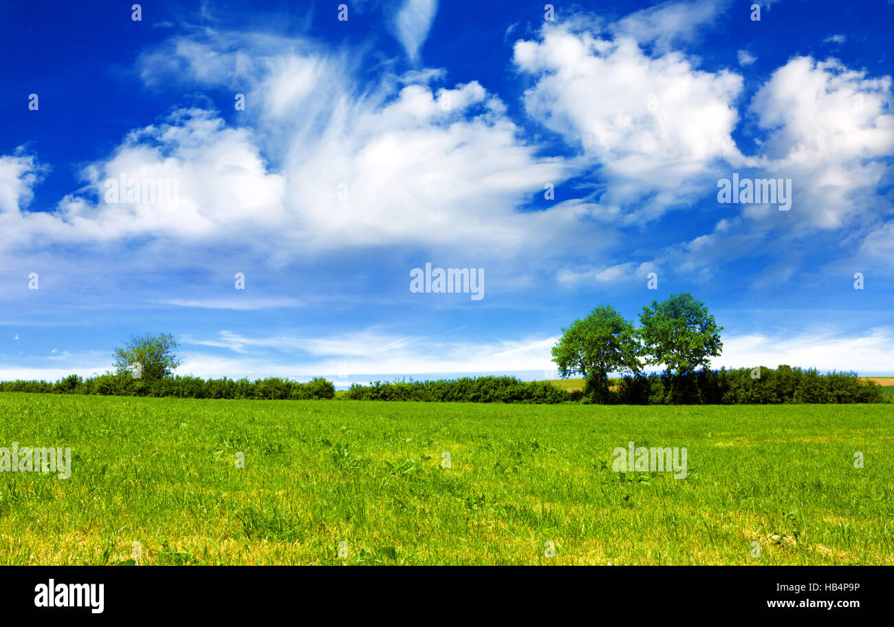 Field, trees and blue sky Stock Photo - Alamy