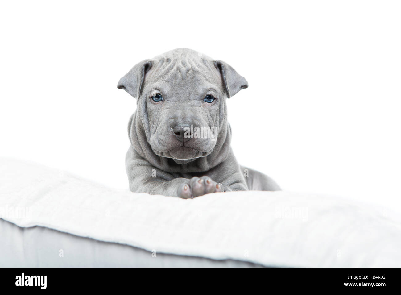 Thai ridgeback puppy isolated on white Stock Photo - Alamy