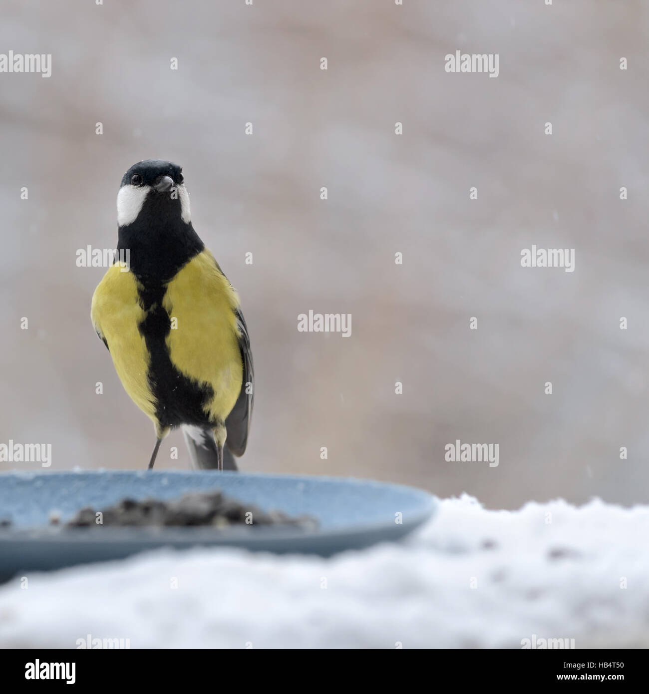 Bird great tit at the feeders of sunflower seeds. Selective focus ...