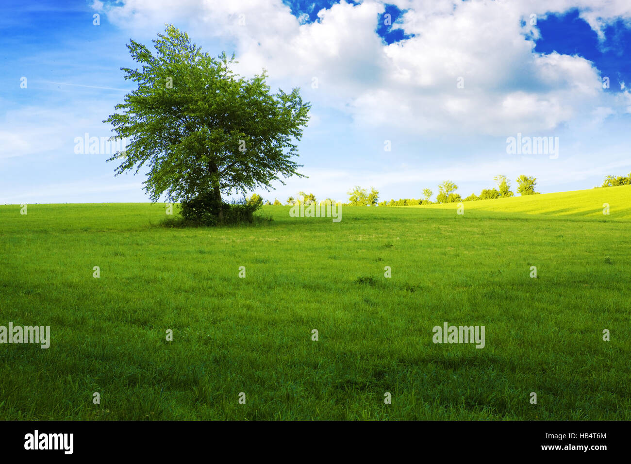 Single tree and green field Stock Photo - Alamy