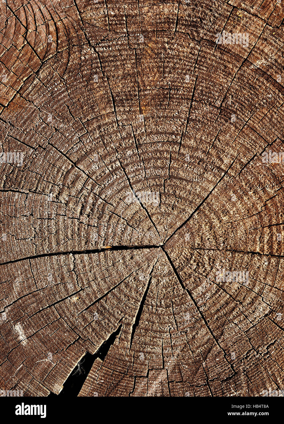 Weathered wooden cut Stock Photo - Alamy