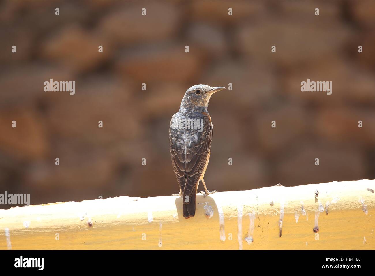 Blue rock thrush bird hi-res stock photography and images - Alamy