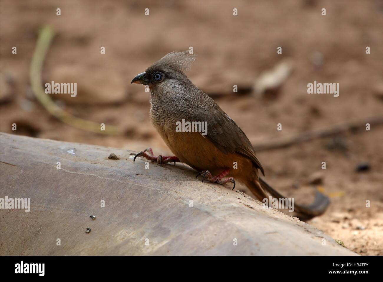 Speckled Mousebird (Colius striatus Stock Photo - Alamy