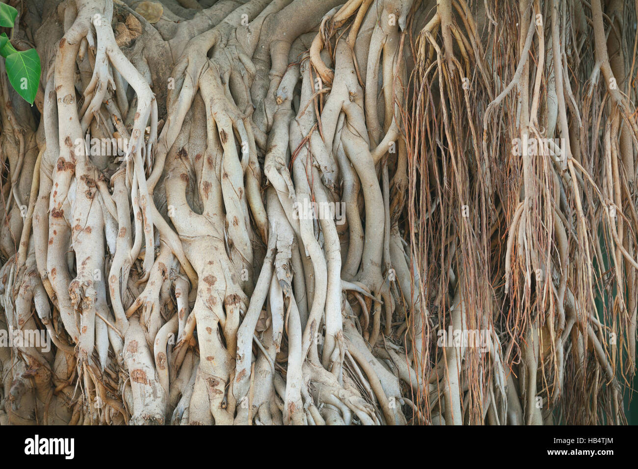 Roots of ficus giant Stock Photo - Alamy