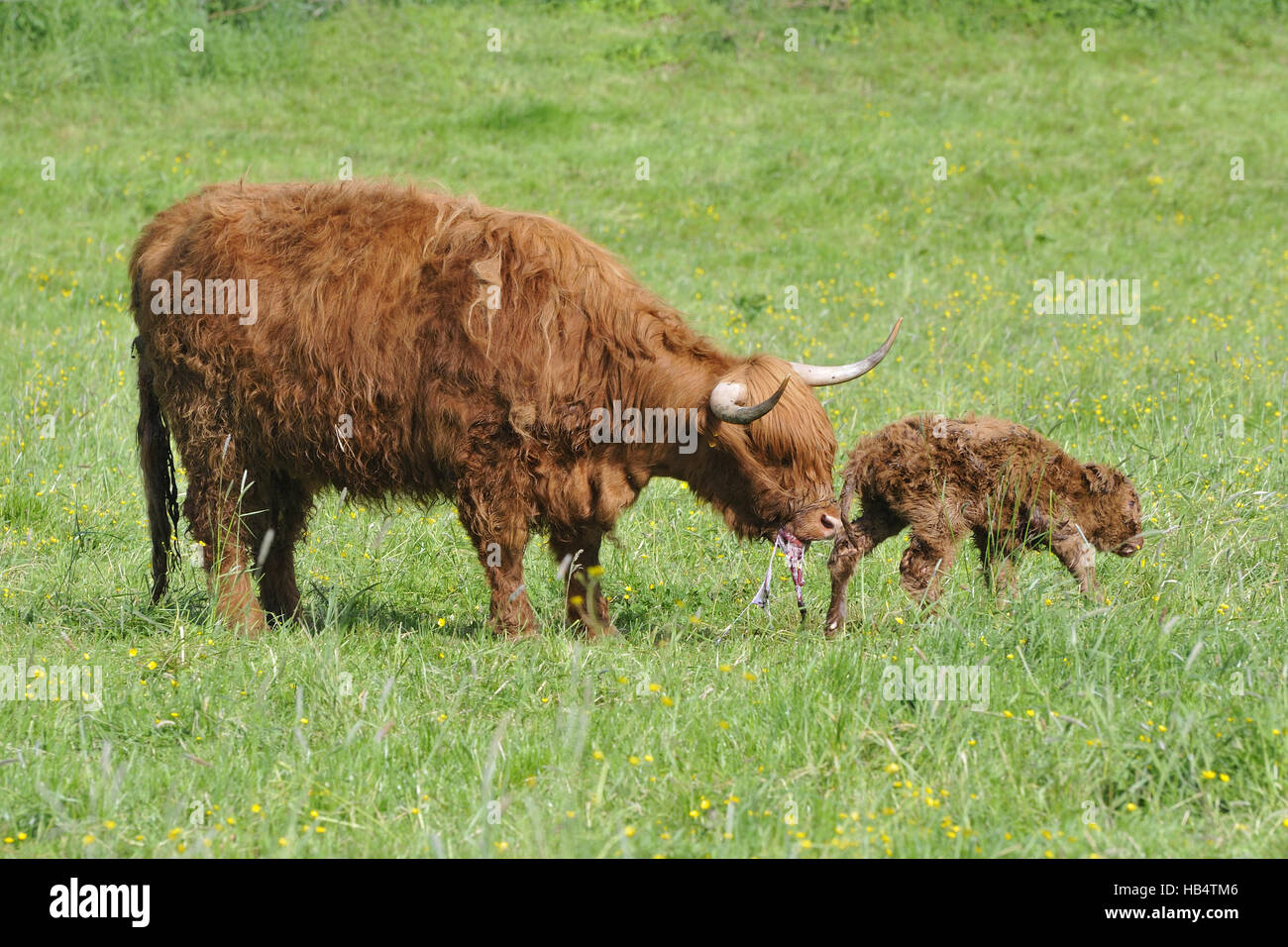 Highland cattle baby hi-res stock photography and images - Alamy