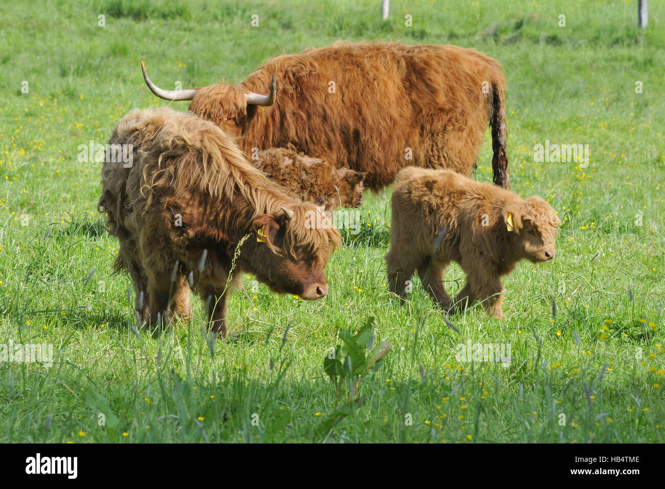 Lange haare kuh hi-res stock photography and images - Alamy