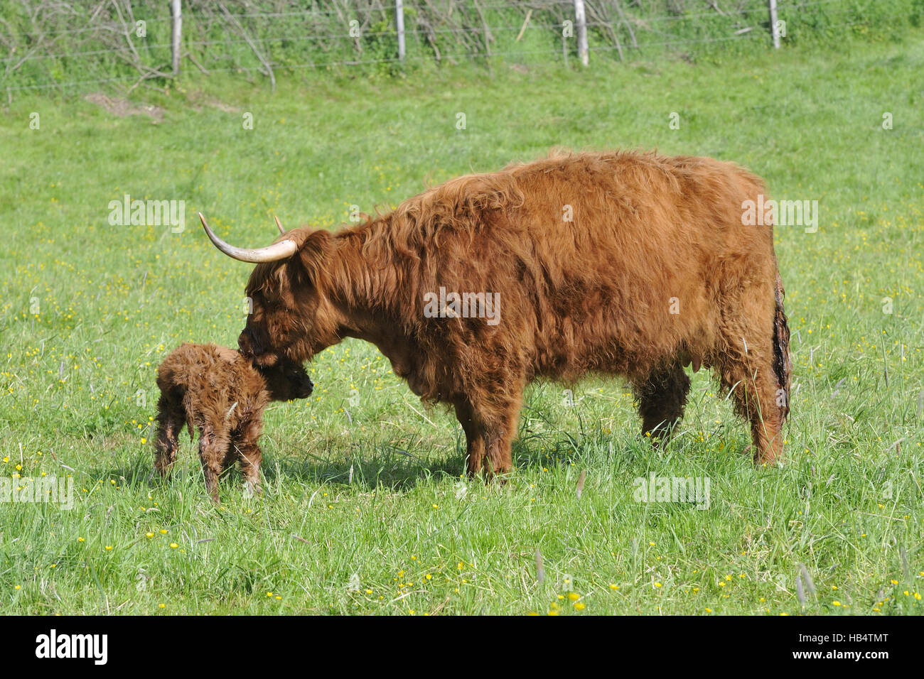 Lange haare kuh hi-res stock photography and images - Alamy