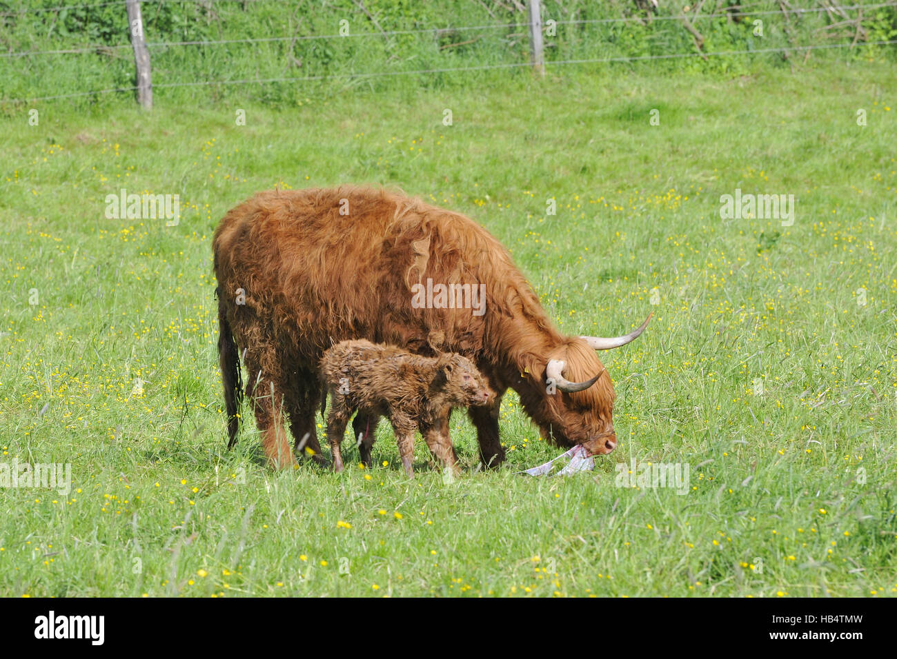 Galloway highland beef cow hi-res stock photography and images - Alamy