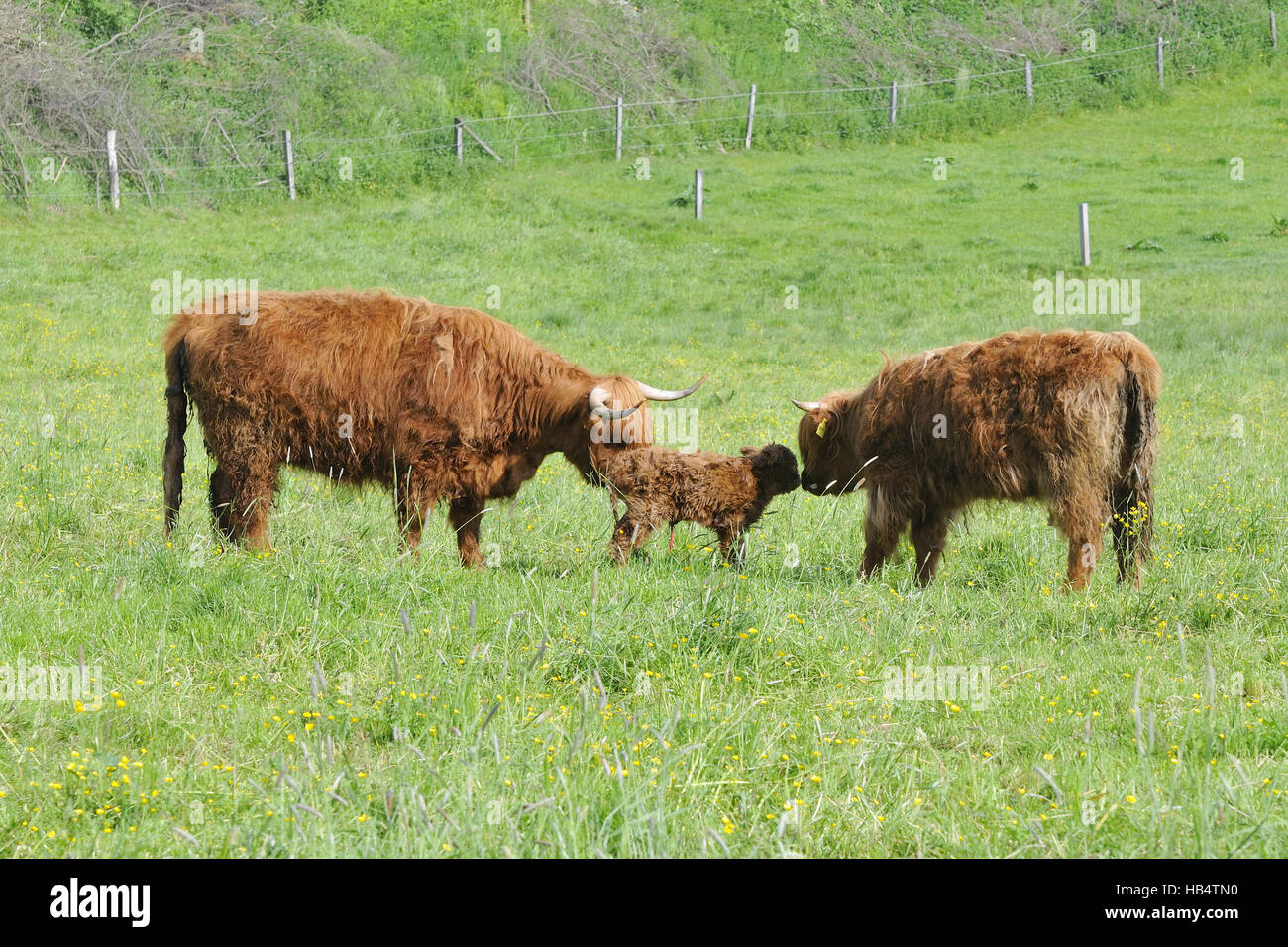 Lange haare kuh hi-res stock photography and images - Alamy