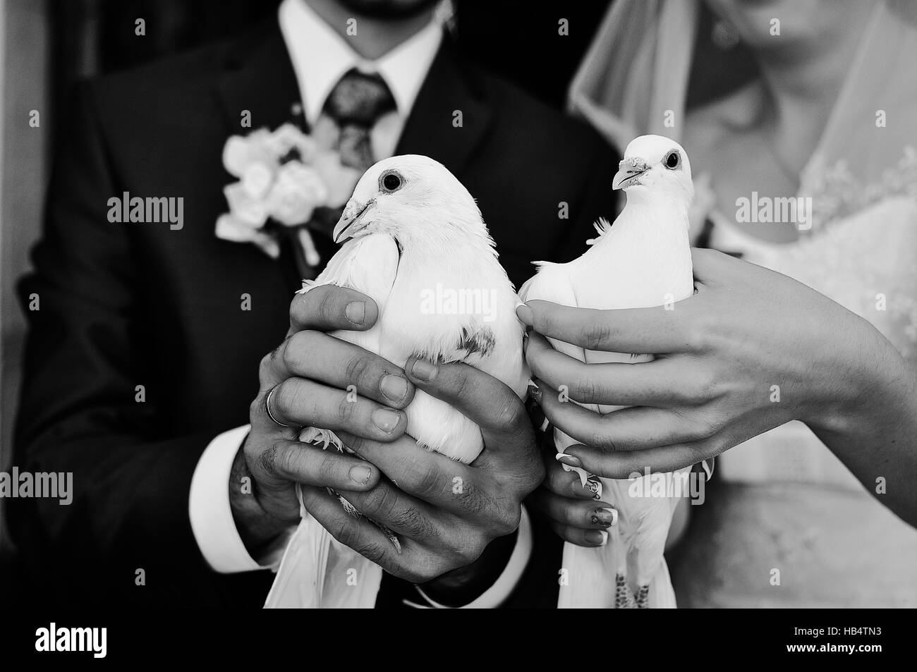 Beauty of doves hi-res stock photography and images - Alamy