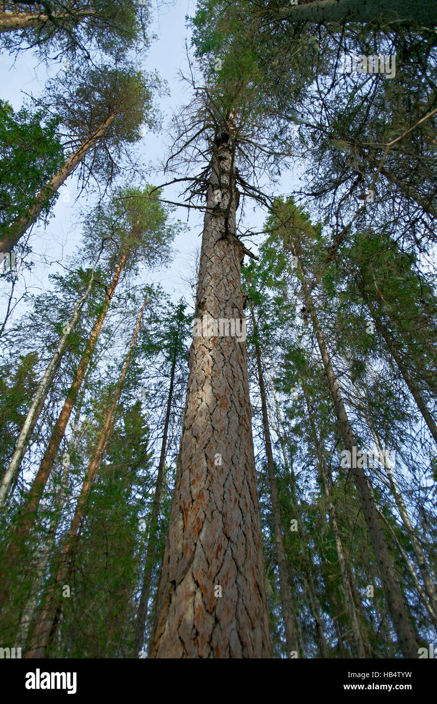 Siberian larch forest hi-res stock photography and images - Alamy