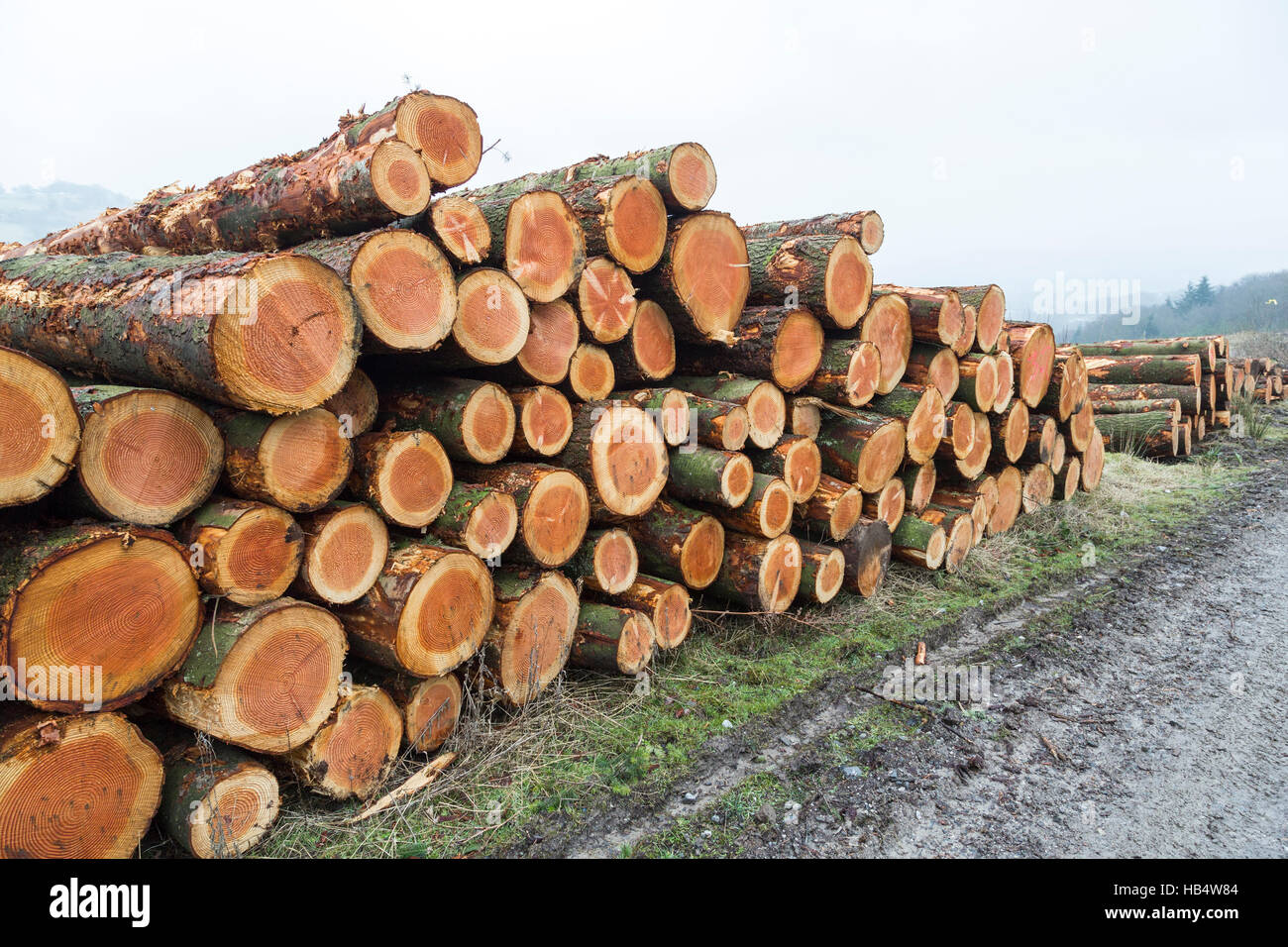 Clearcut logging felled trees on hillside, Wales, UK Stock Photo - Alamy