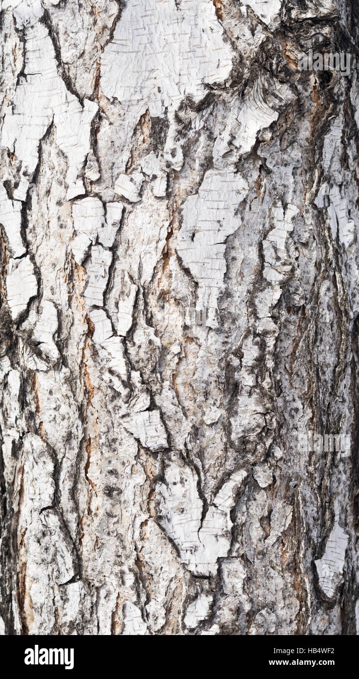 Birch in border hi-res stock photography and images - Alamy