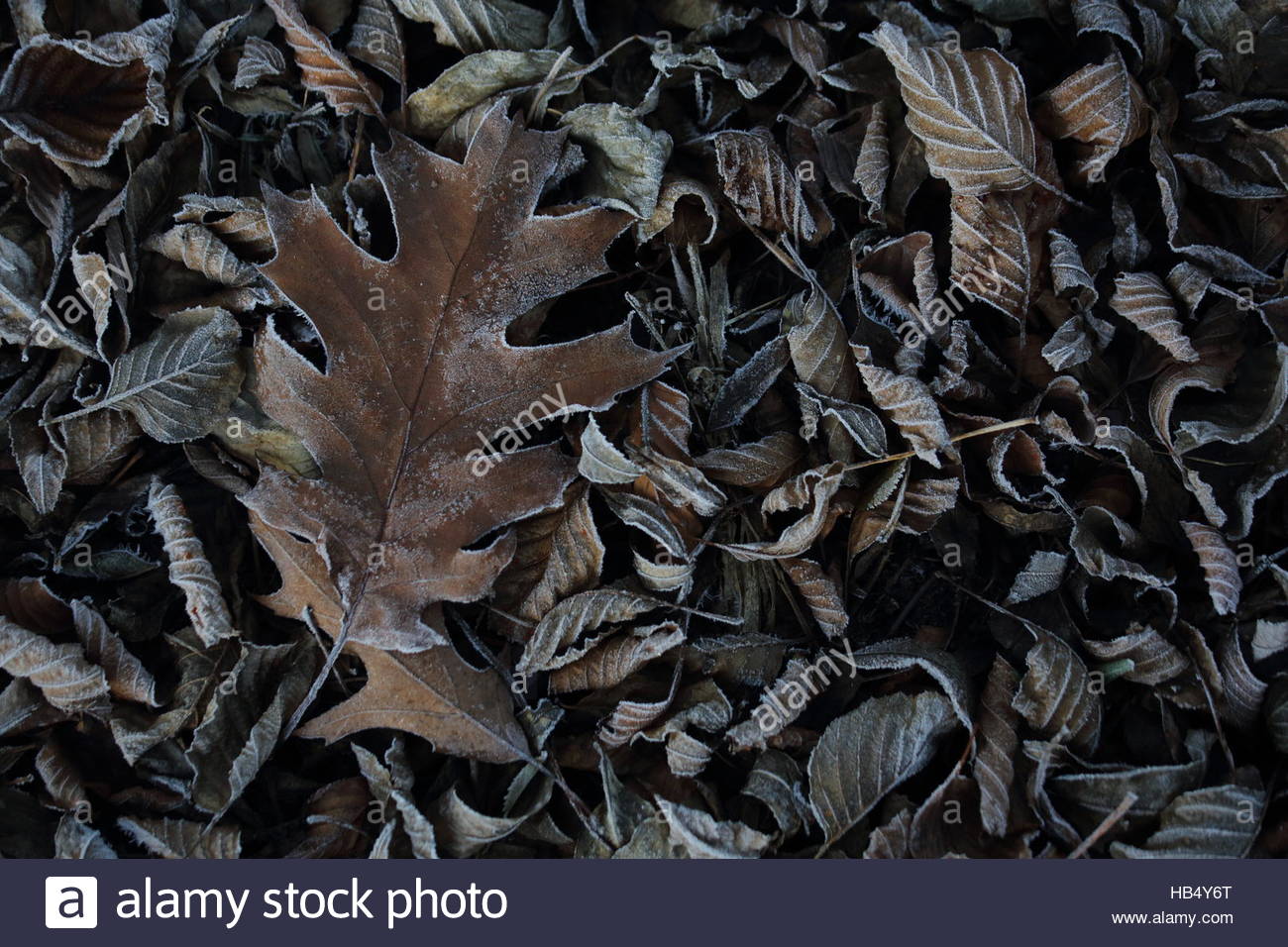 Large brown leaf in Autumn in a nature park at sunset Stock Photo - Alamy