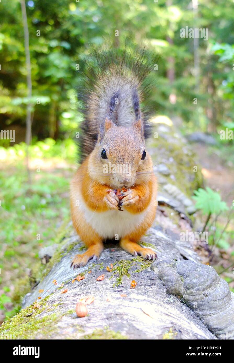 Squirrel sitting on a log and eating a nut closeup Stock Photo - Alamy