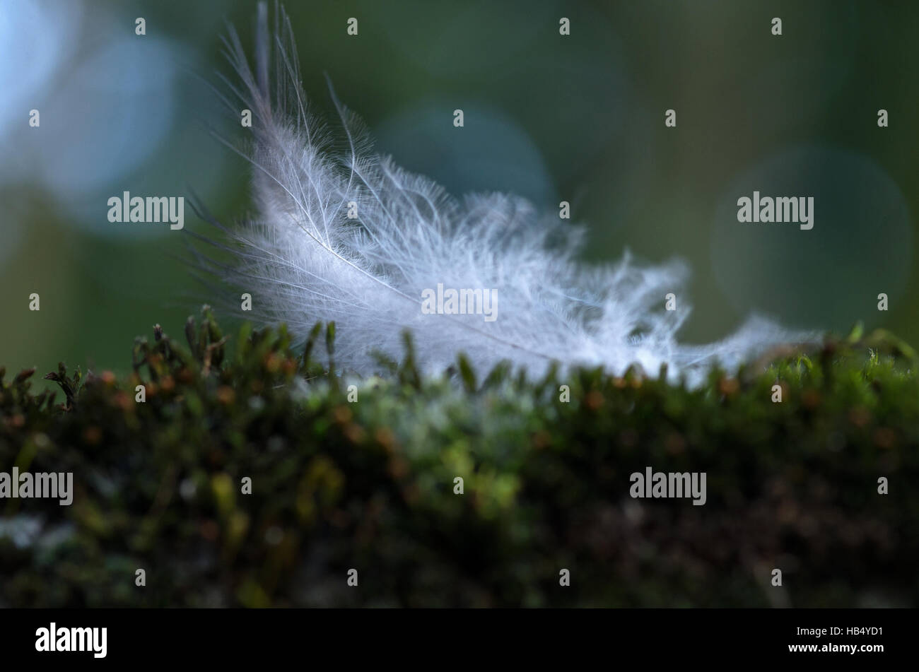 Feather moss hi-res stock photography and images - Alamy