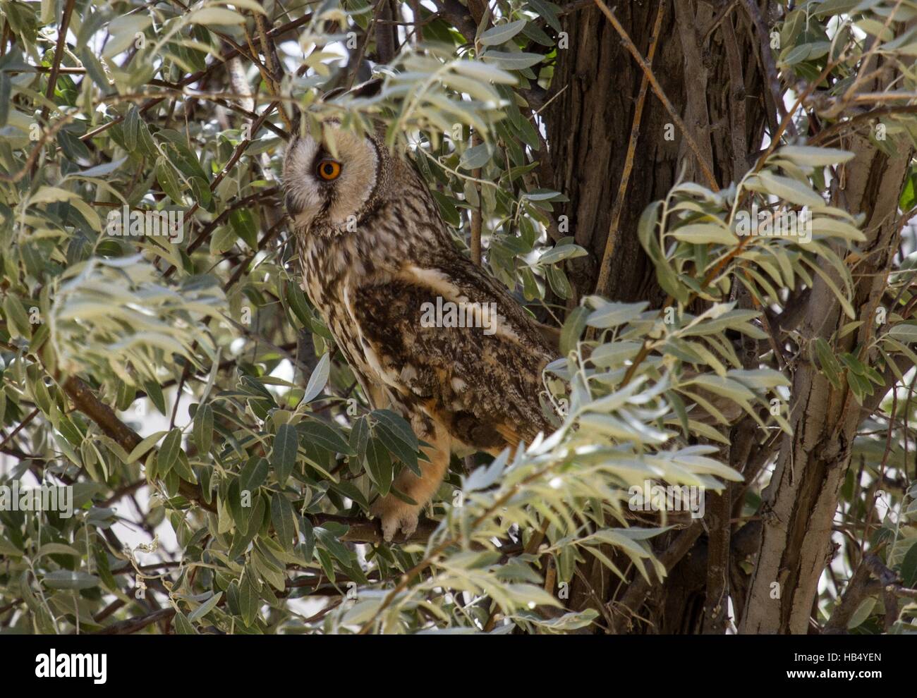 Long-eared Owl, Hilvan, Turkey Stock Photo - Alamy