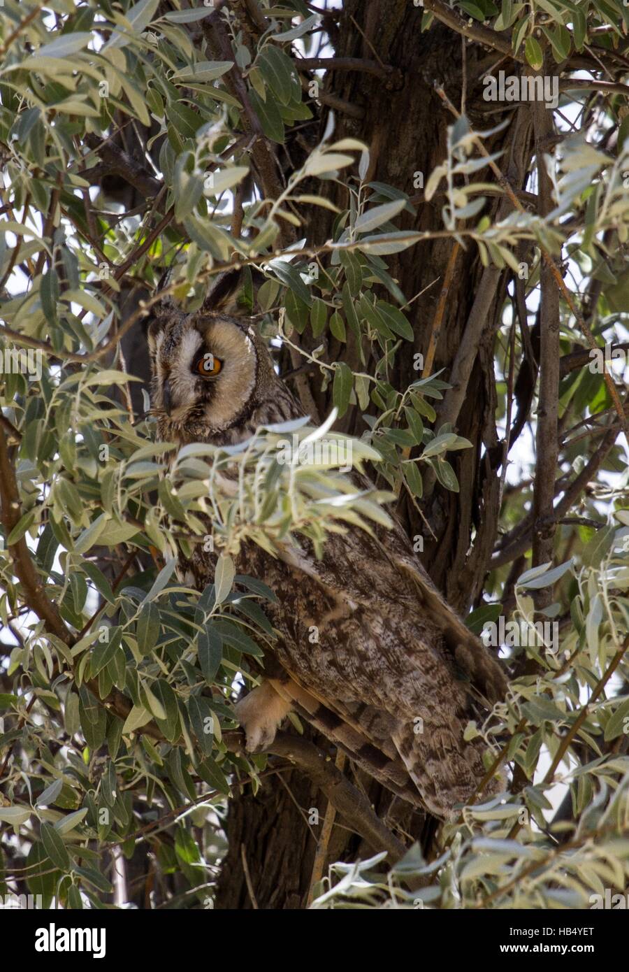 Owl turkey hi-res stock photography and images - Alamy