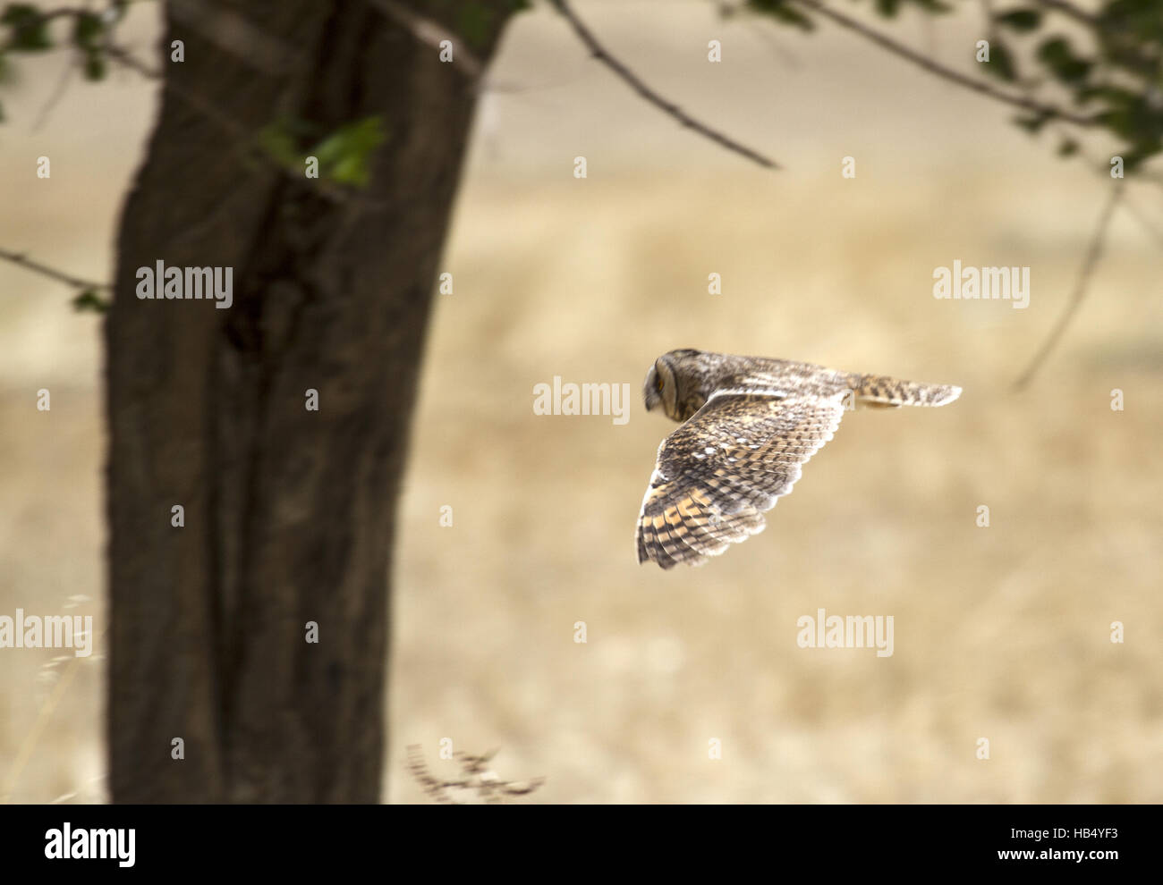 Long-eared Owl, Hilvan, Turkey Stock Photo - Alamy