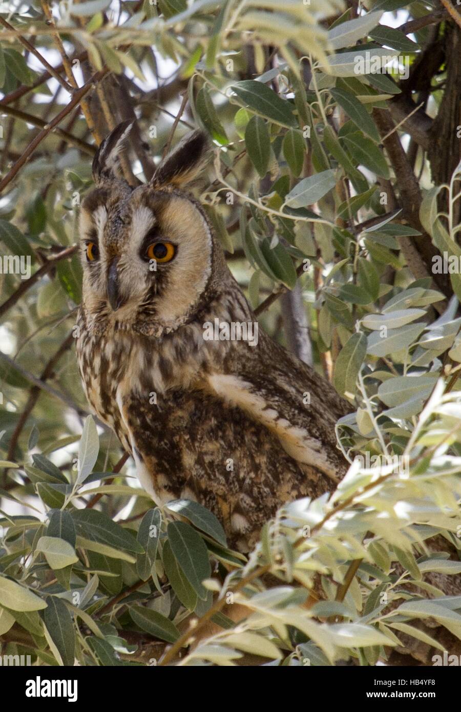 Owl turkey hi-res stock photography and images - Alamy