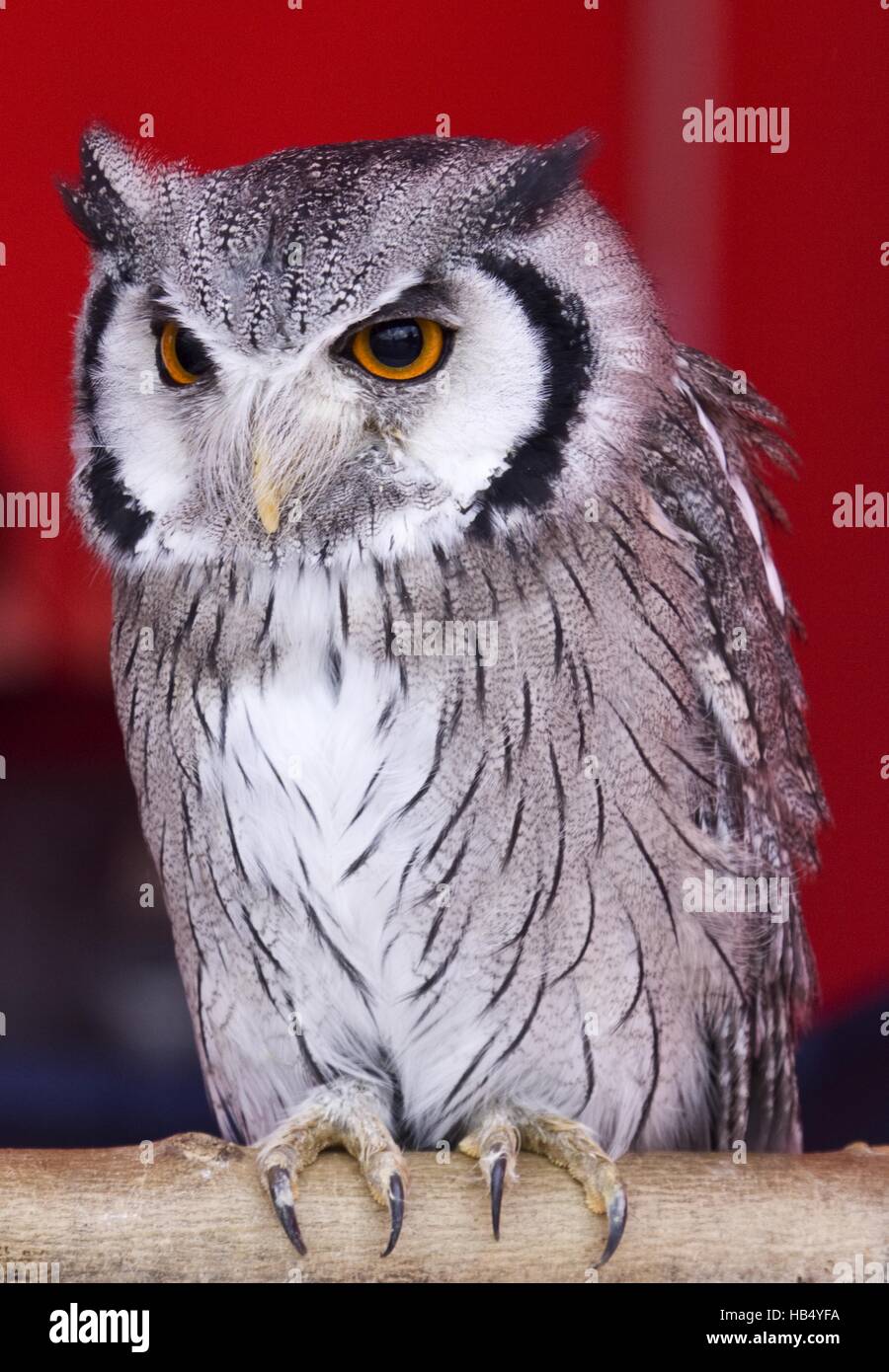 Southern white faced owl hi-res stock photography and images - Alamy