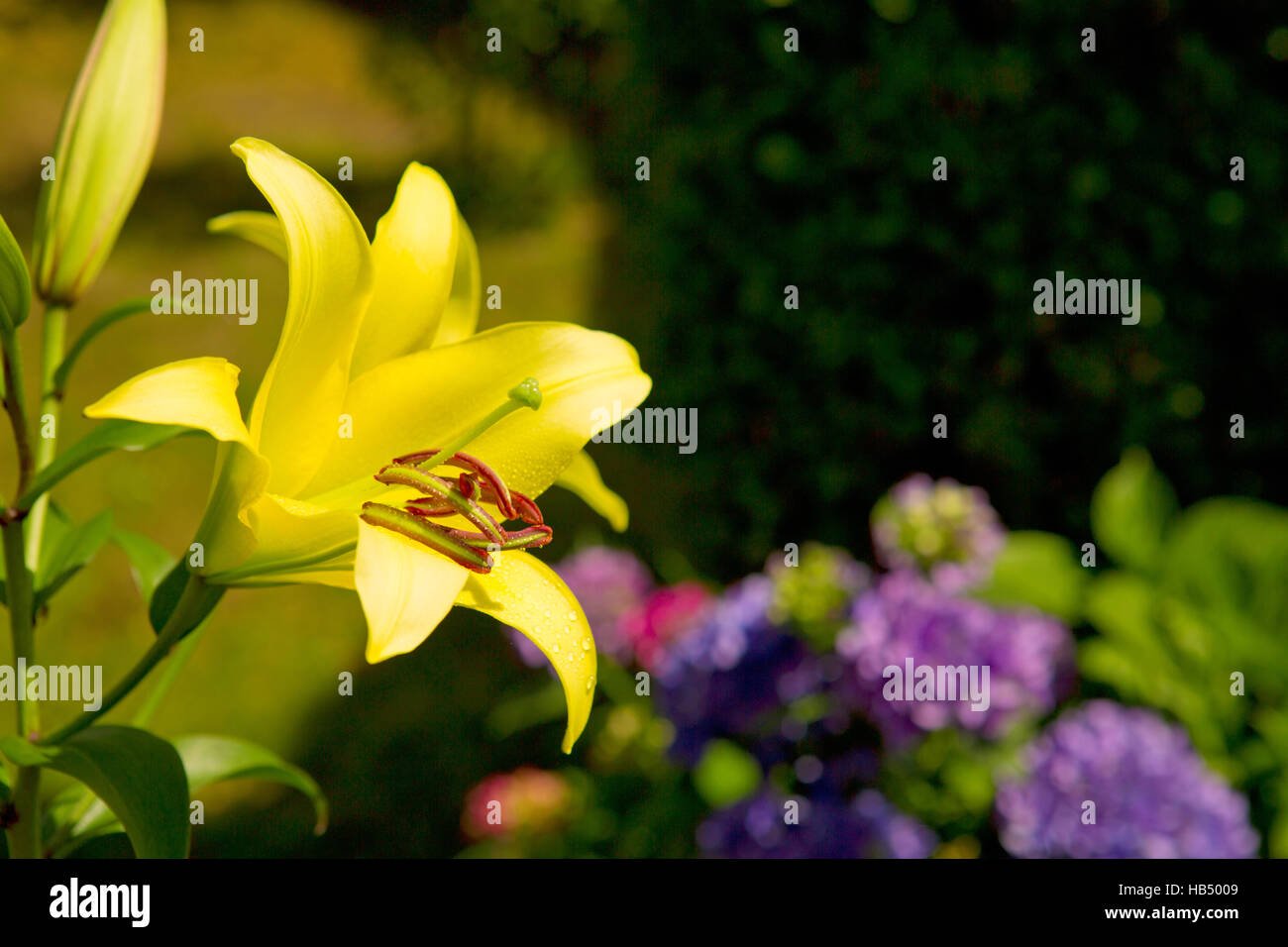 Lily bloom hi-res stock photography and images - Alamy