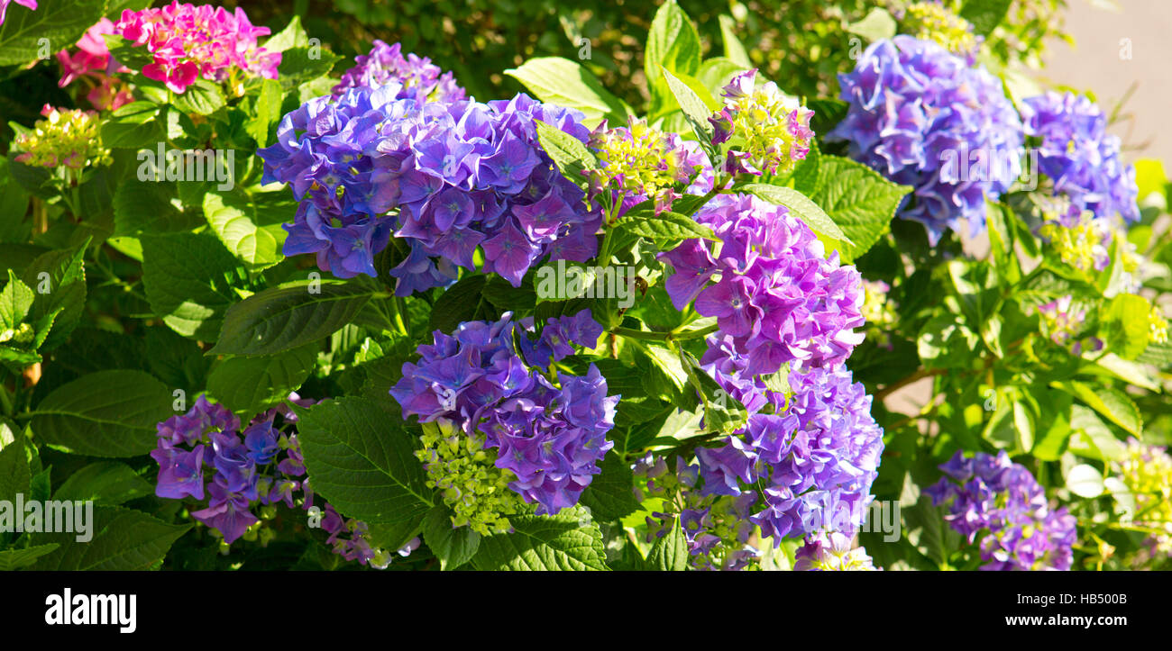 Purple hydrangea flowers Stock Photo - Alamy