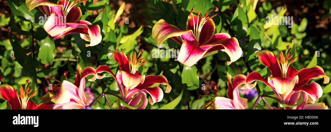 Beautiful red lily in the garden Stock Photo - Alamy