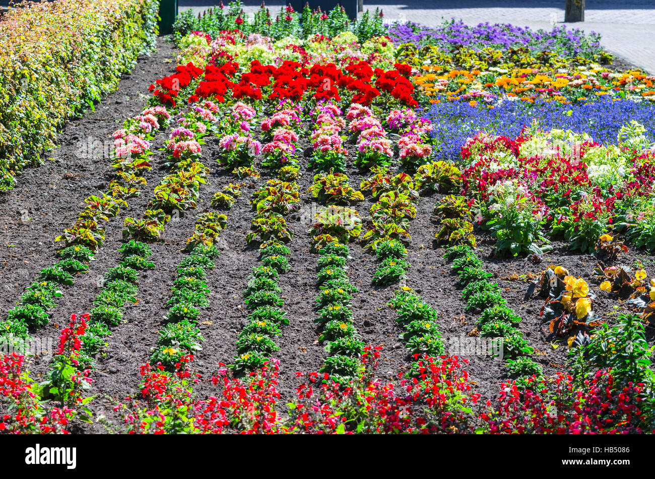 Flower bed full colorful hi-res stock photography and images - Alamy