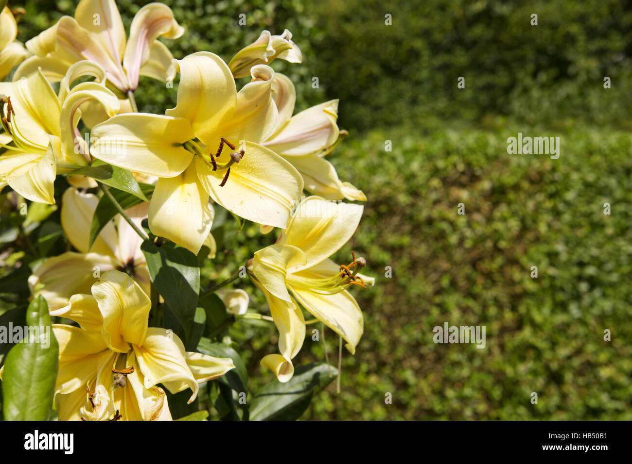 Lily bloom hi-res stock photography and images - Alamy