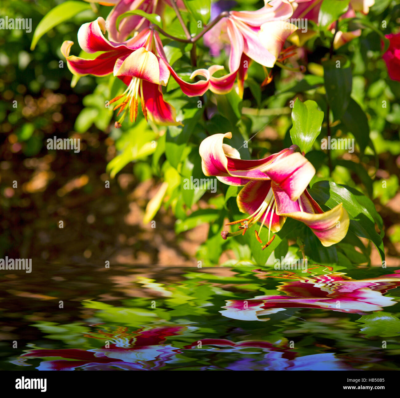 Lily fl hi-res stock photography and images - Alamy