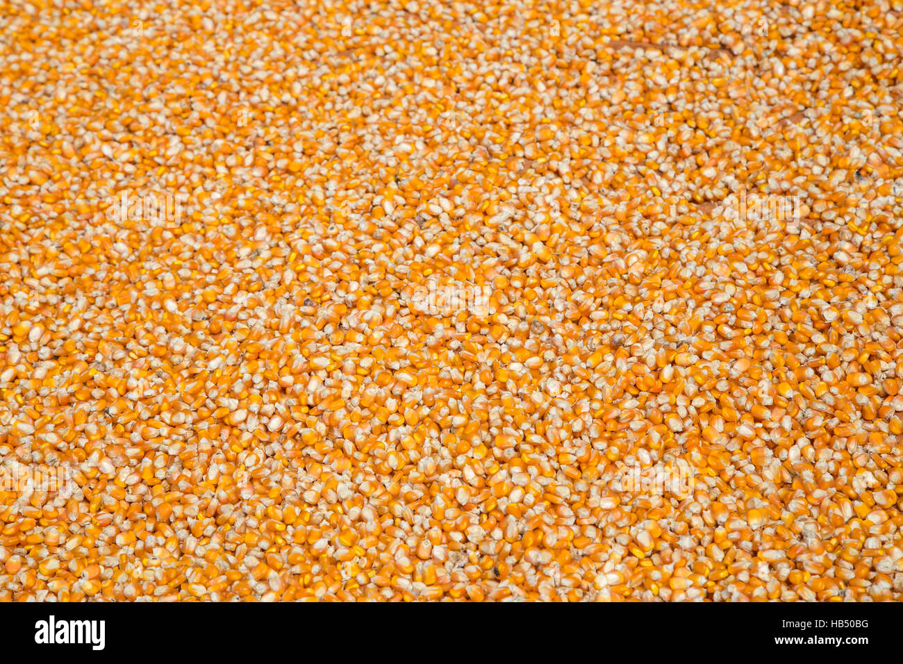 Corn seeds hi-res stock photography and images - Alamy