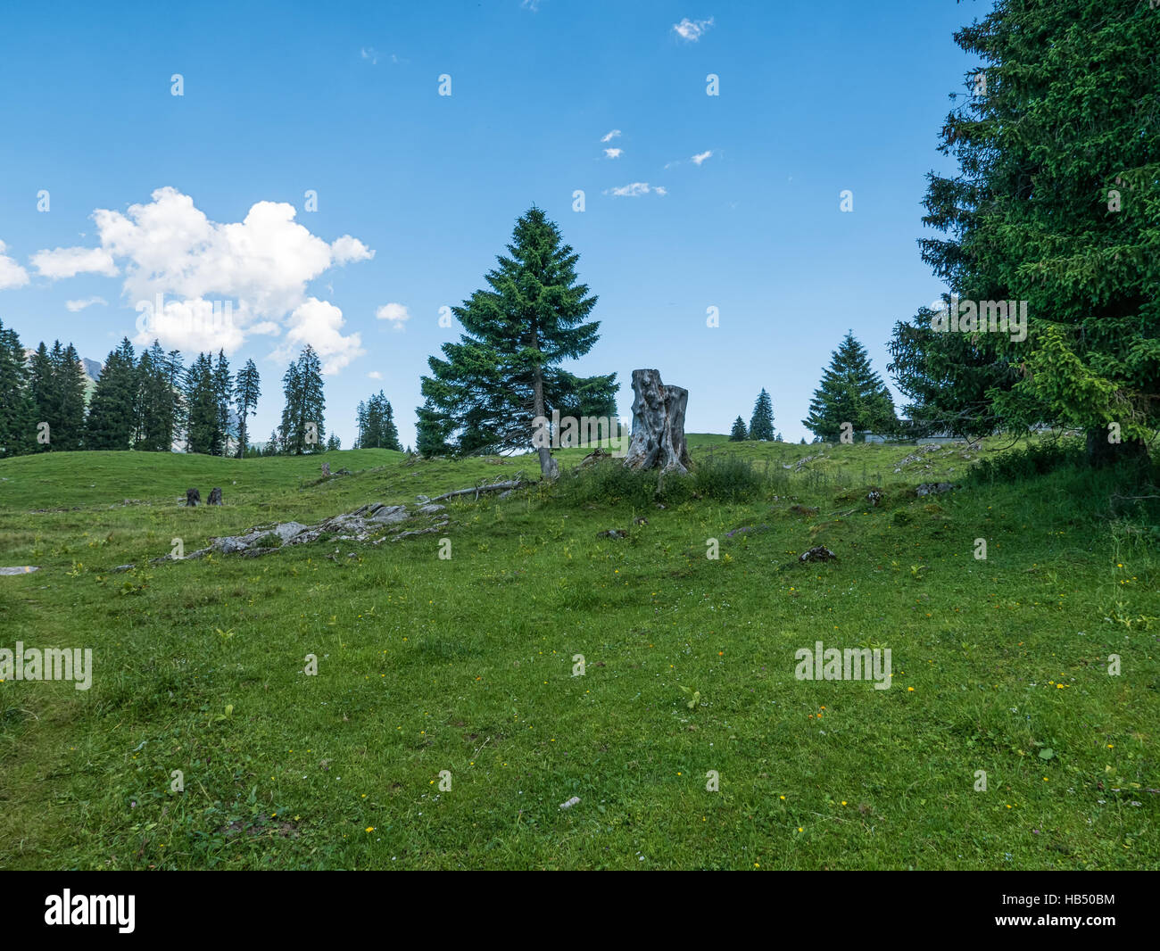 A Swiss landscape showing the mountains and forest in Switzerland Stock ...