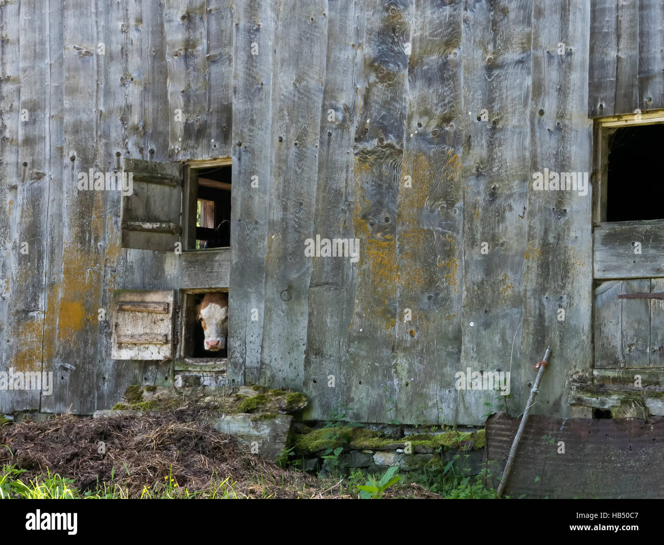 A cow looking out of the window of an old wooden barn Stock Photo - Alamy